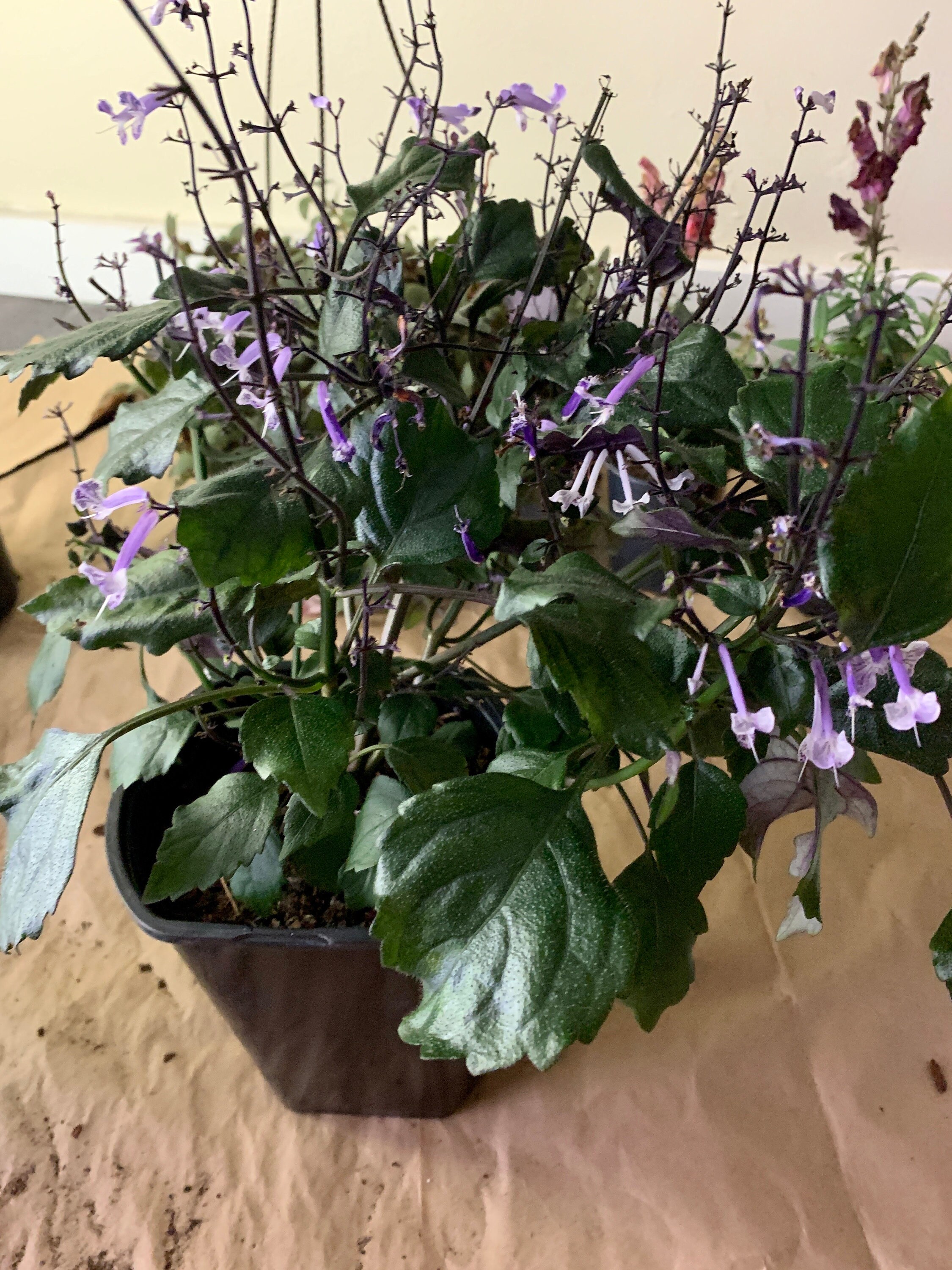 Organic Mona Lavender 6 Inch Pot Organic Plectranthrus - Etsy