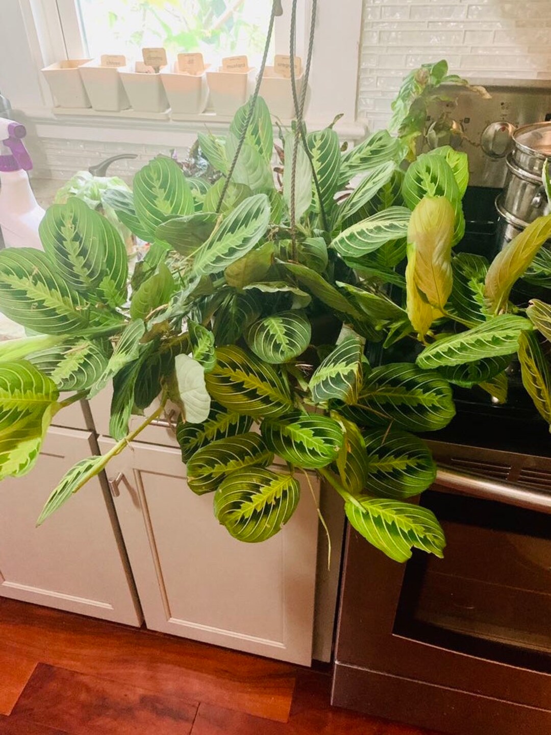 Green Prayer Plant- 6inch Hanging Basket-large - Etsy