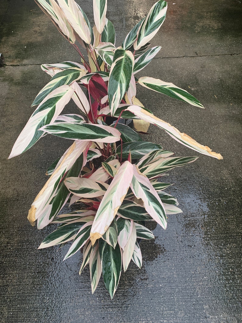 Tricolor Variegated Ginger 7 Inch Pot Large - Etsy