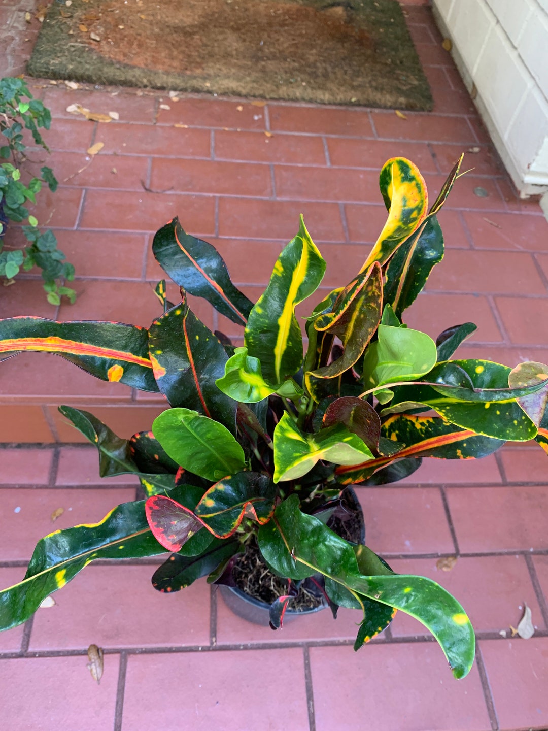 Organic Croton- 6 Inch Pot - Roughy 6-18 Inches in Height - Etsy