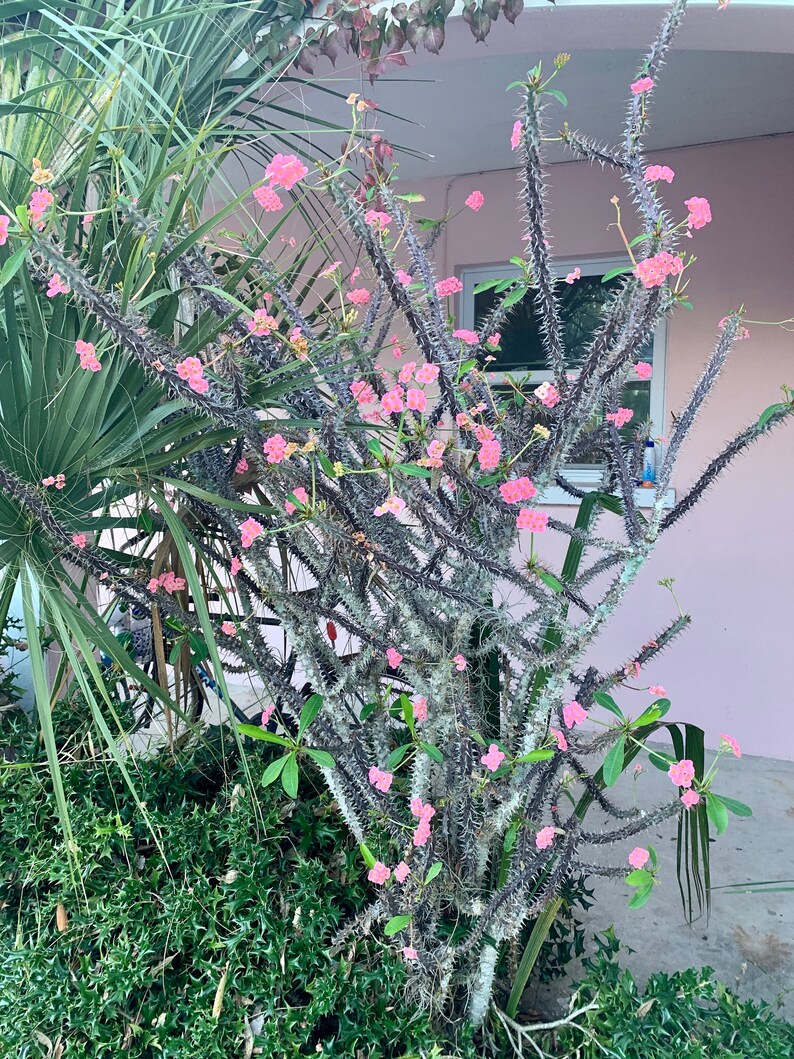 Crown of Thorns Red Euphorbia Milii 3 Inch Cuttings Calloused - Etsy