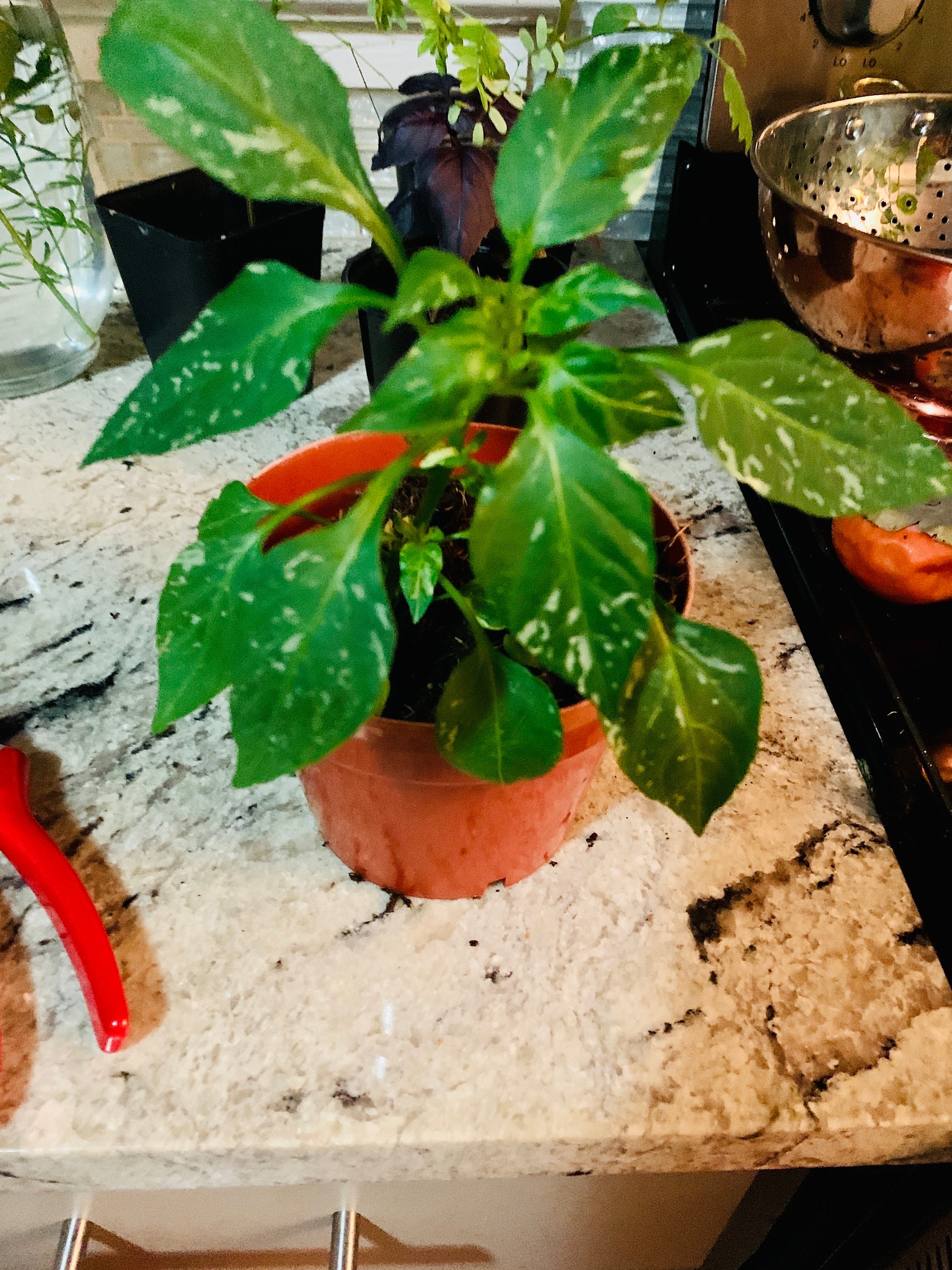 Organic Candy Cane Pepper Plant 3 Inch Pot Ships Potless - Etsy