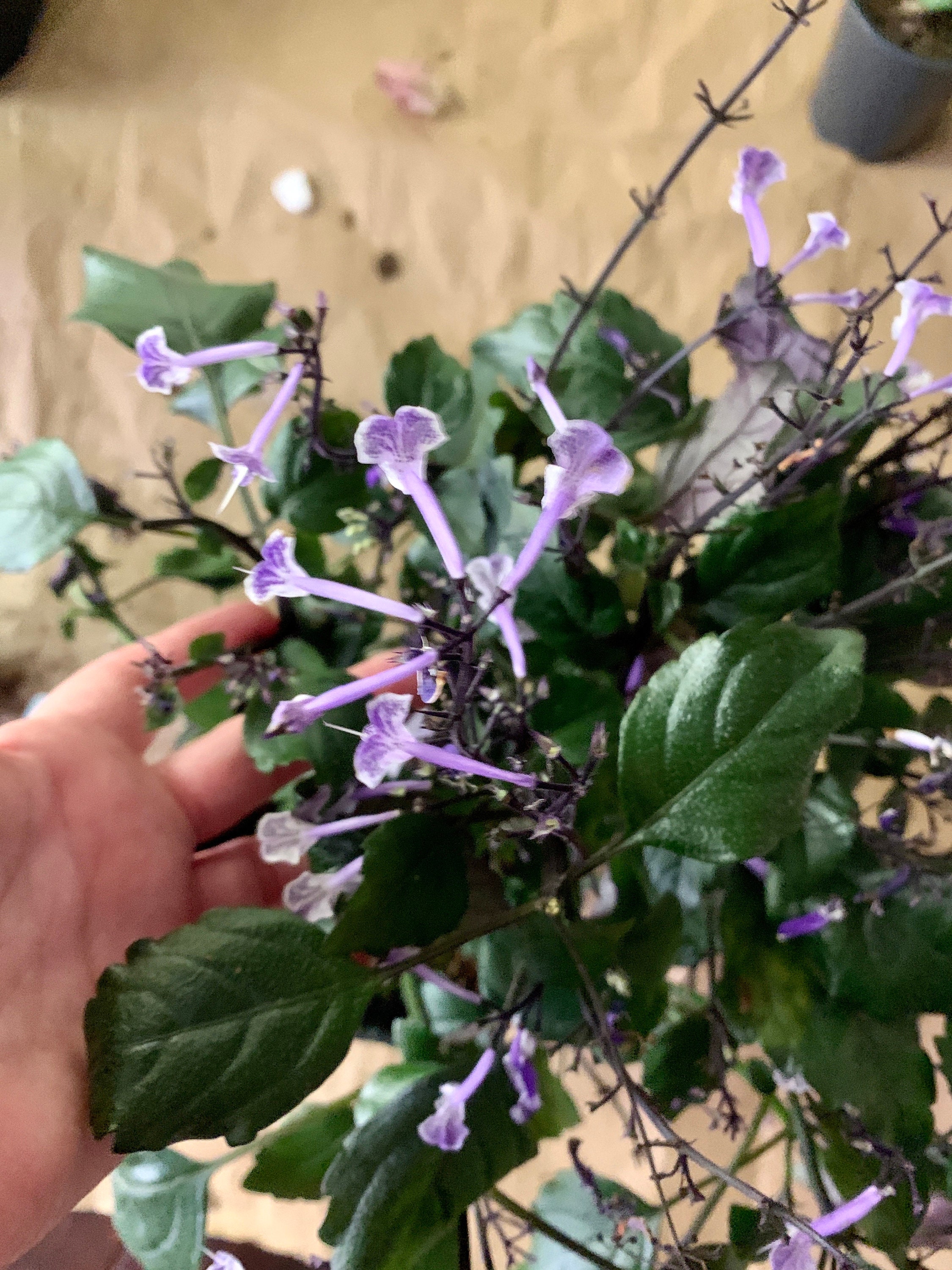 Organic Mona Lavender 6 Inch Pot Organic Plectranthrus - Etsy