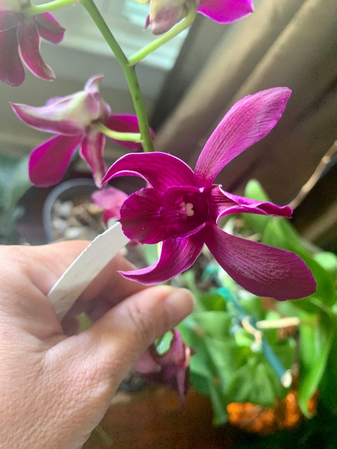 Dendrobium Captain Red Junior - 8-12 Inches in Height Including Spike ...