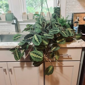 Hanging Red Prayer Plant- Maranta Leuconeura - Etsy