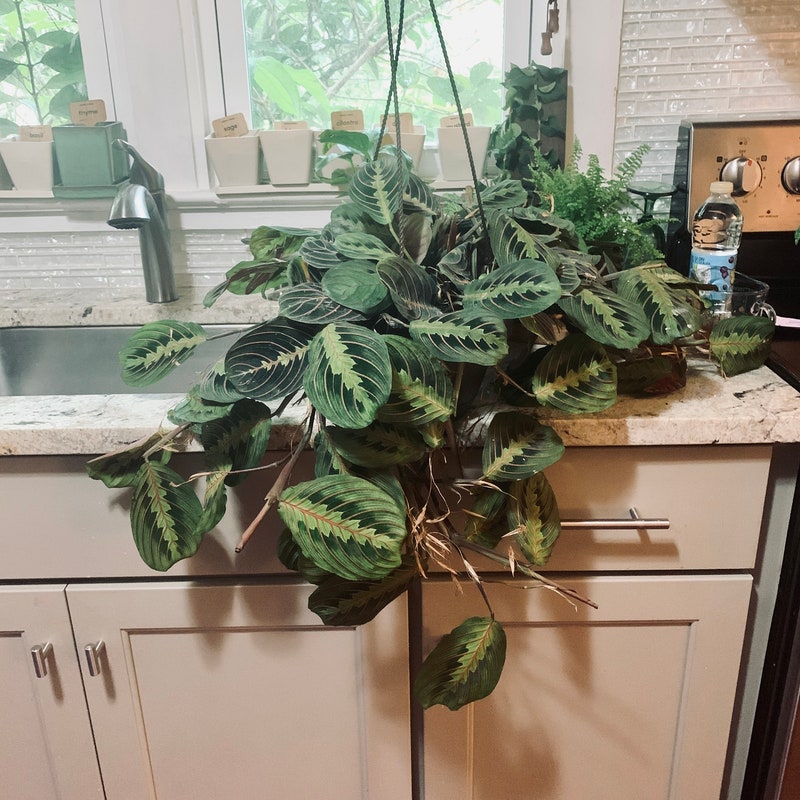 Prayer Plant With Pot - Etsy