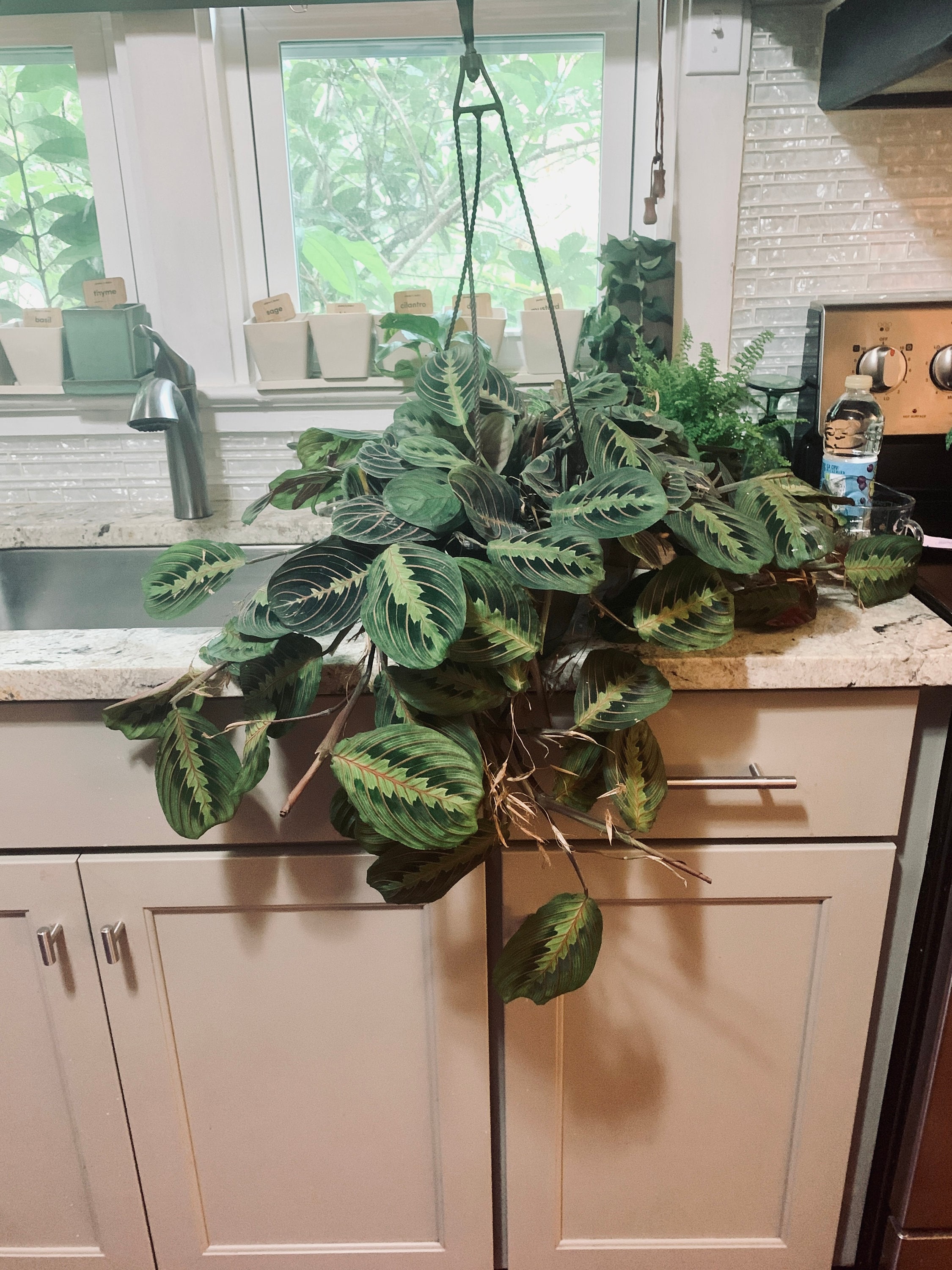 Hanging Red Prayer Plant- Maranta Leuconeura - Etsy
