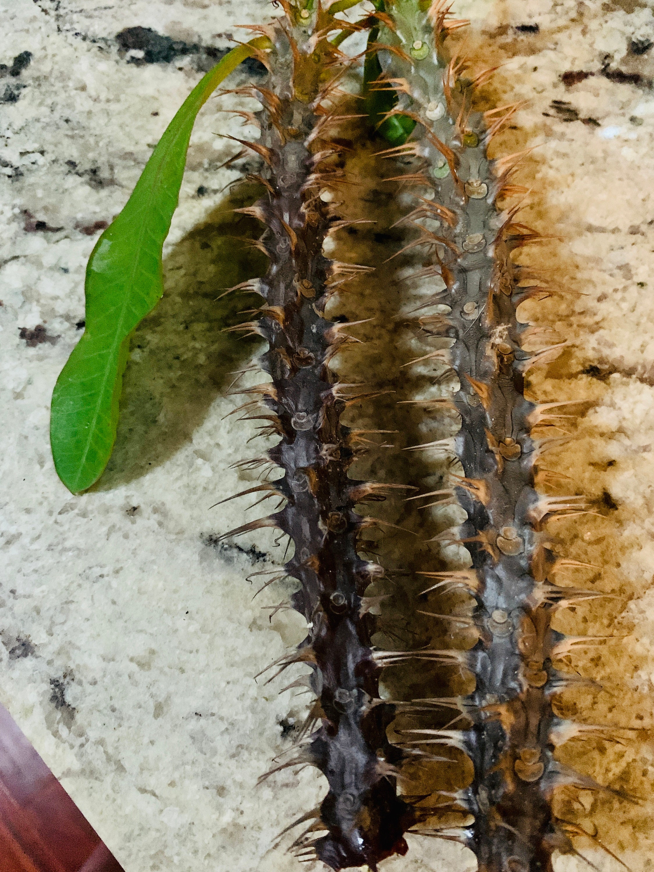 Crown of Thorns Red Euphorbia Milii 3 Inch Cuttings Calloused - Etsy