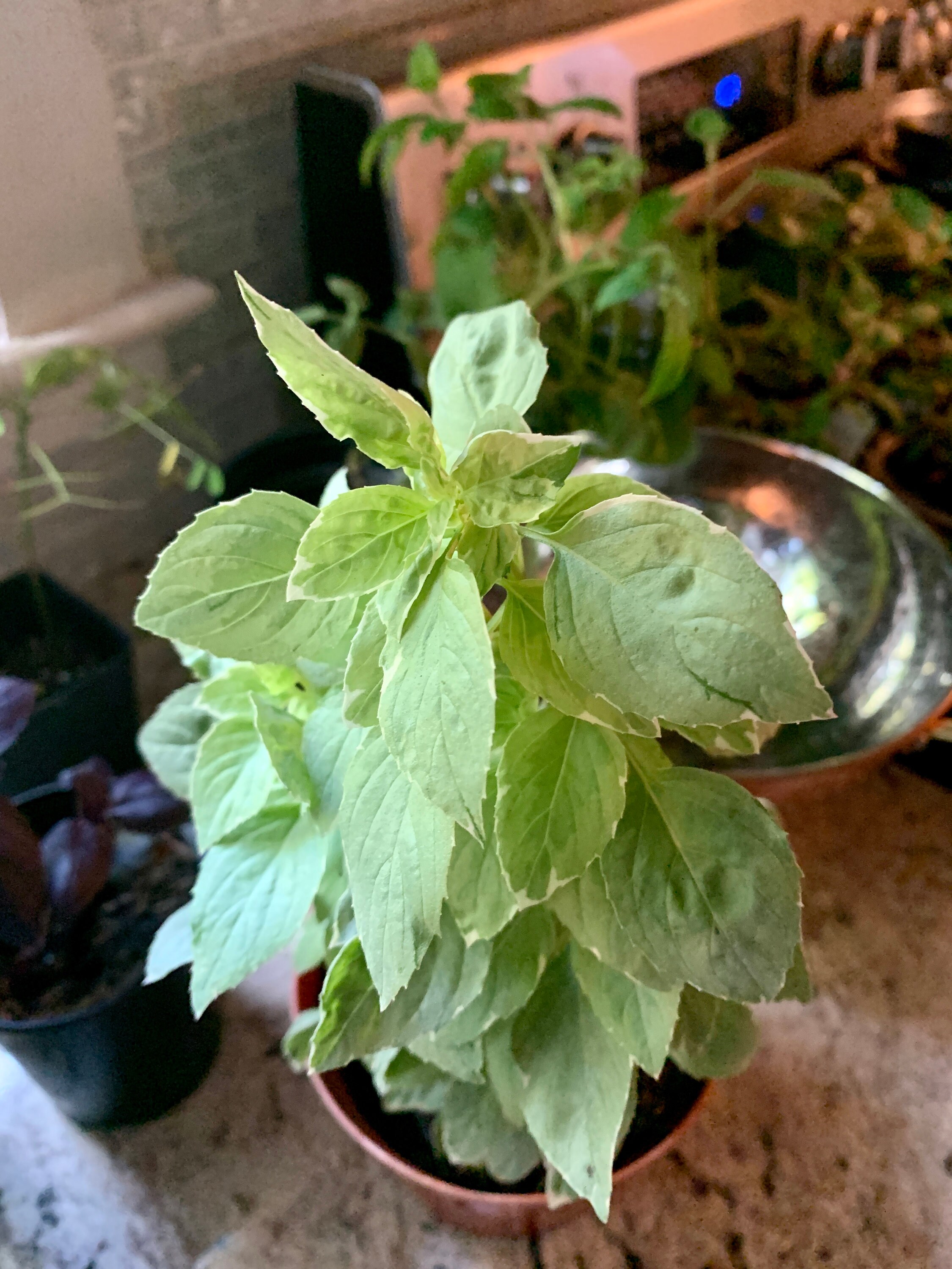 Organic Perpetual Basil 3 Inch Pot Roughy 4-12 Inches in - Etsy