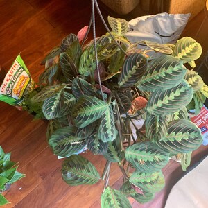 Hanging Red Prayer Plant Maranta Leuconeura - Etsy