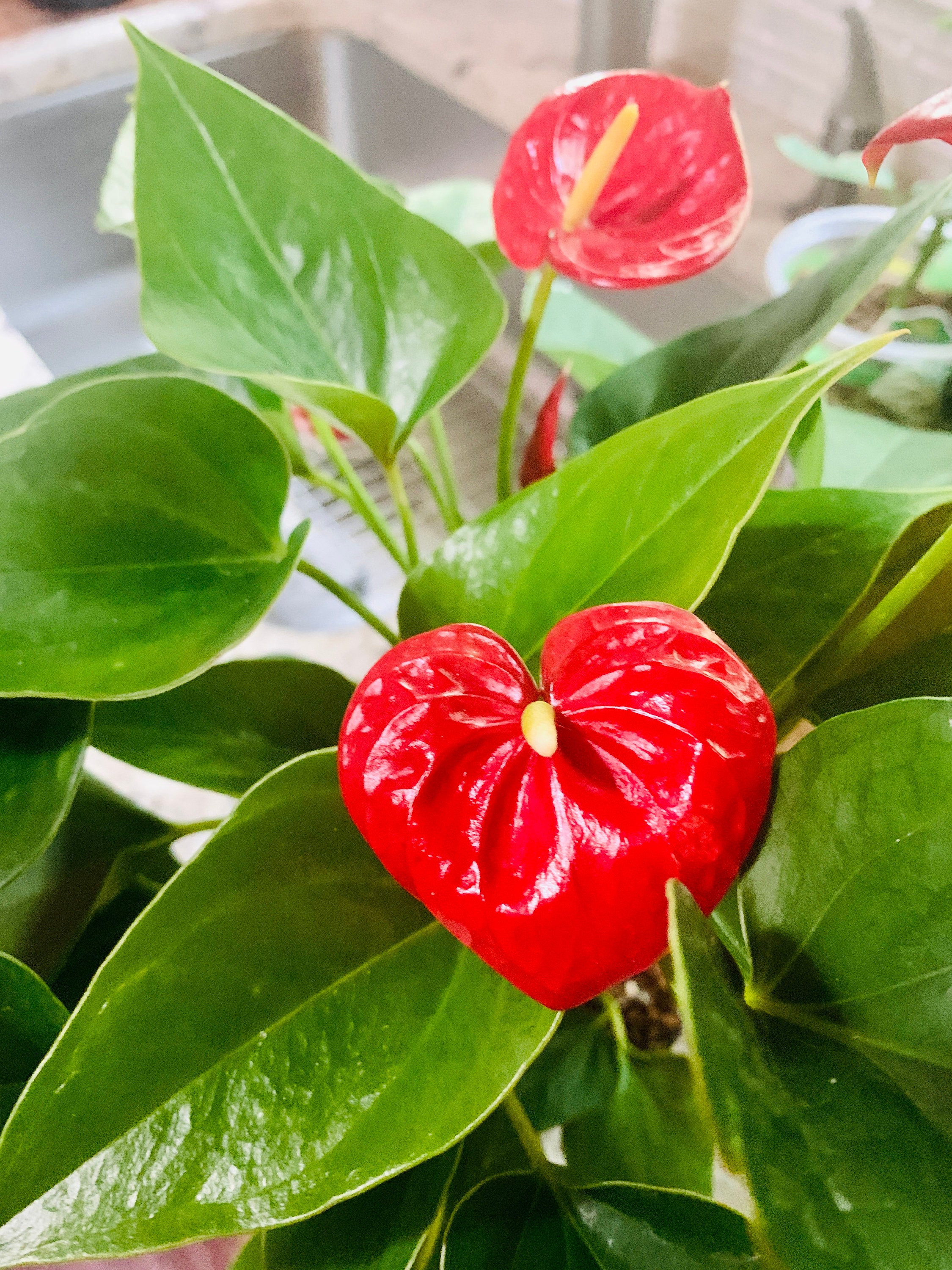 Lace Leaf Anthurium Flamingo Flower - Etsy