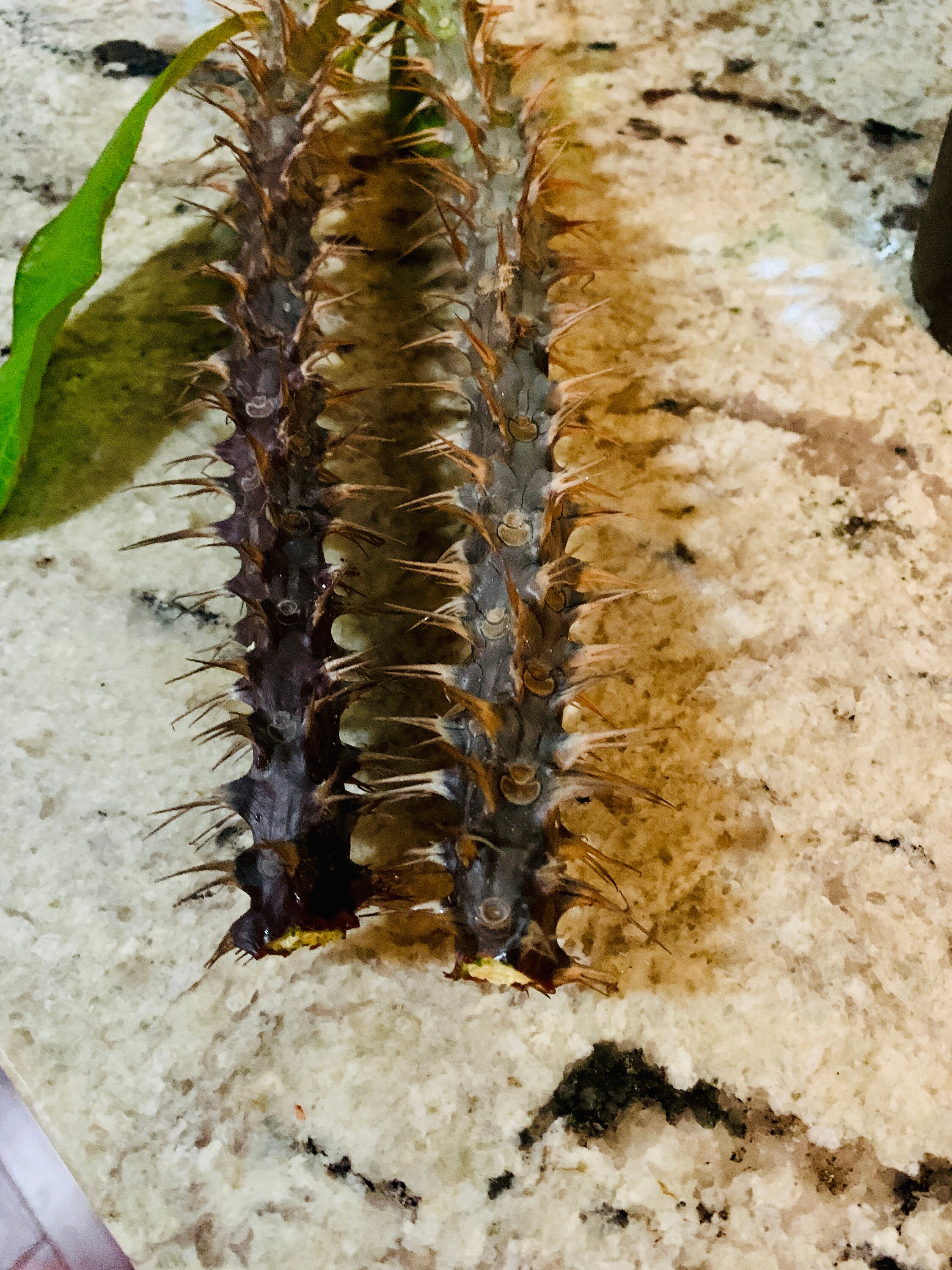 Crown of Thorns Red Euphorbia Milii 3 Inch Cuttings Calloused - Etsy