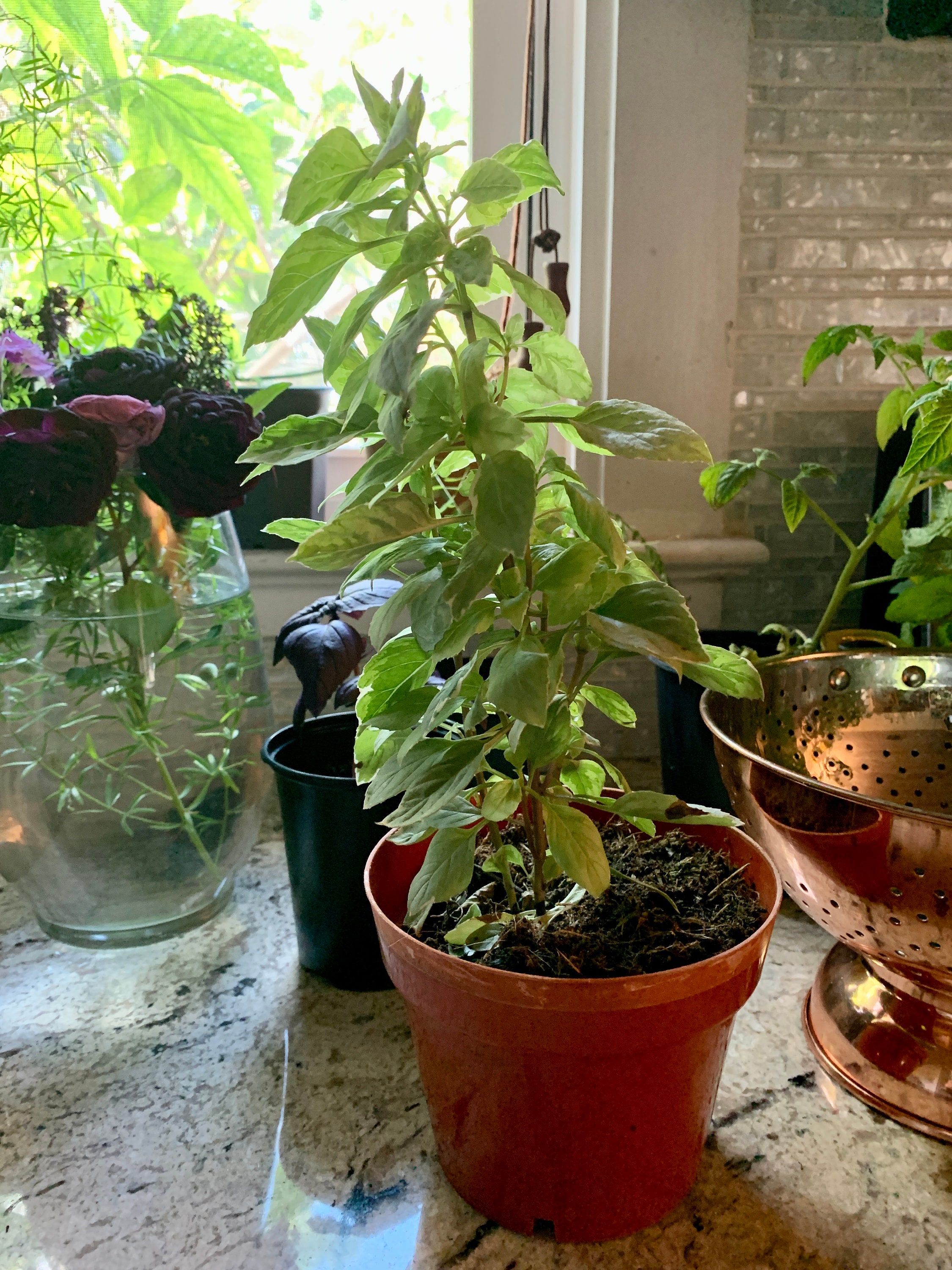 Organic Perpetual Basil 3 Inch Pot Roughy 4-12 Inches in - Etsy