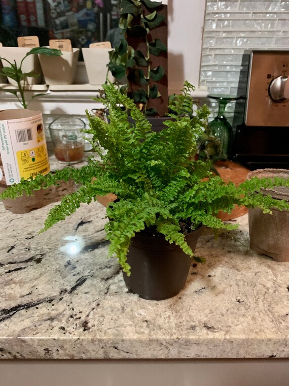 Ruffle Fern Nephrolepis Exaltata - Etsy