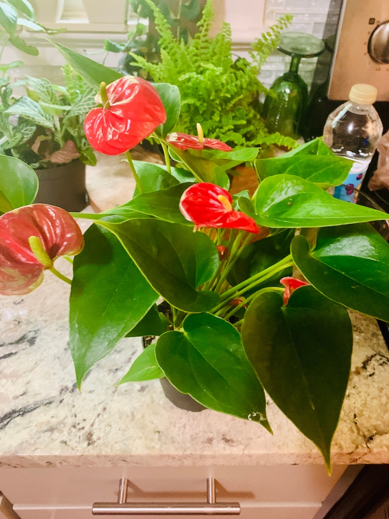 Lace Leaf Anthurium Flamingo Flower - Etsy