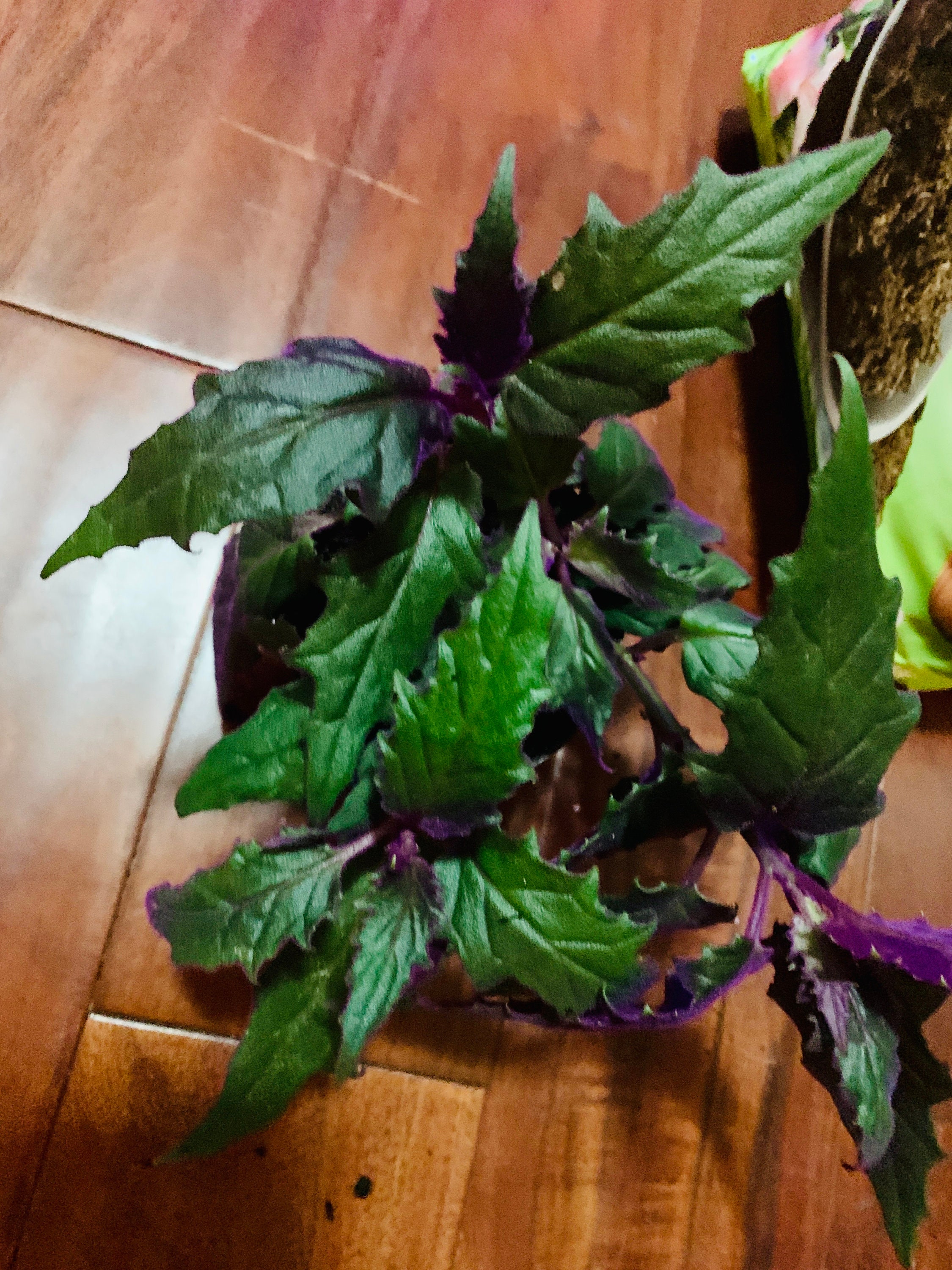 Purple Passion Plant 3inch Pot Gynura Aurantiaca - Etsy