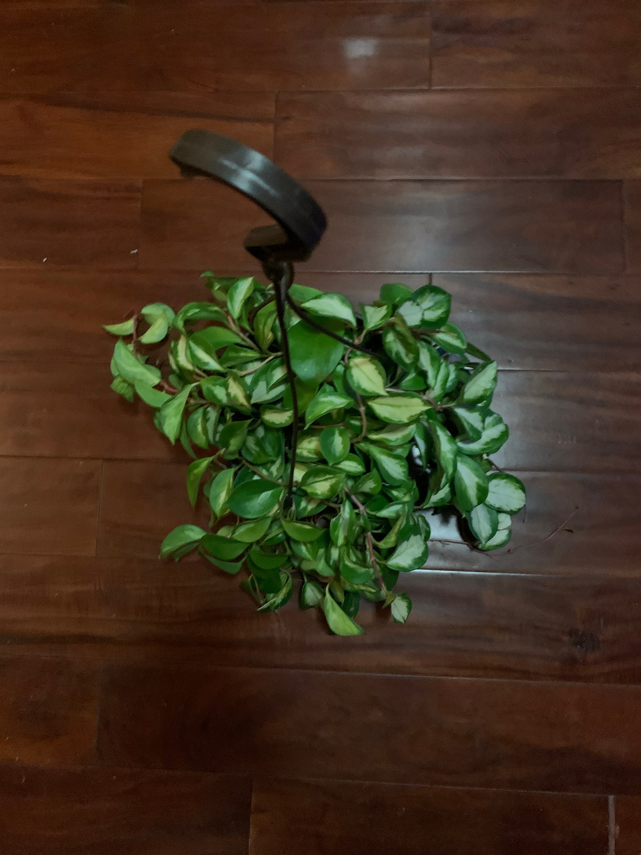 Hoya Carnosa Rubra Wax Plant - Etsy