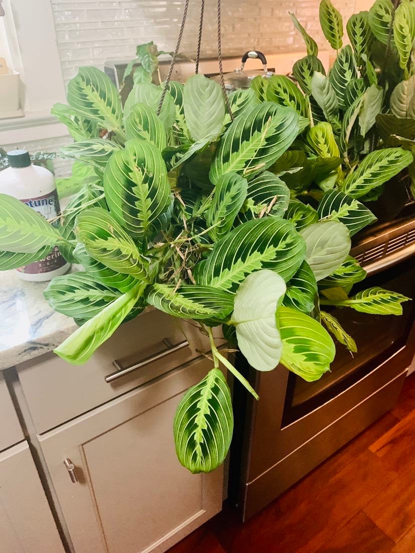 Green Prayer Plant- 6inch Hanging Basket-large - Etsy