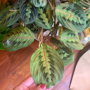 Hanging Red Prayer Plant Maranta Leuconeura - Etsy