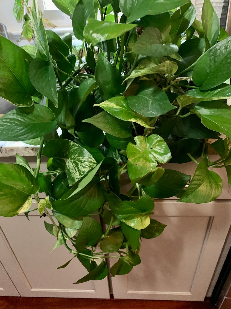 Golden Pothos 6inch Basket 6-8 Inches Long - Etsy