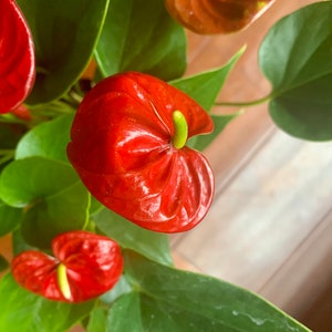 Lace Leaf Anthurium Flamingo Flower - Etsy