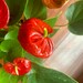 Lace Leaf Anthurium Flamingo Flower - Etsy