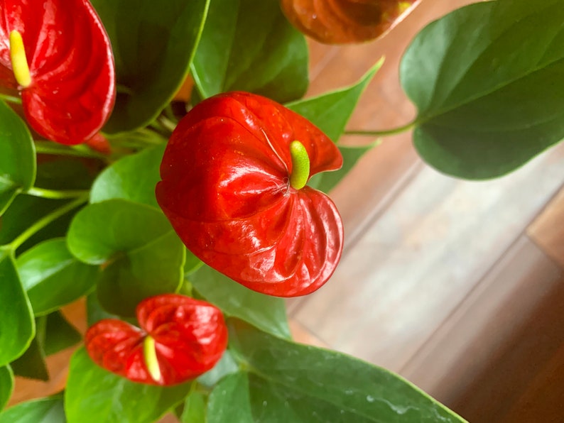 Lace Leaf Anthurium Flamingo Flower - Etsy