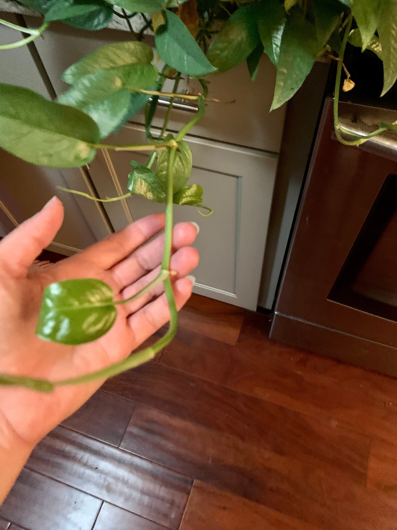 Cebu Blue Pothos - 6 Inch Hanging Basket- Large - Roughly 18 Months Old ...
