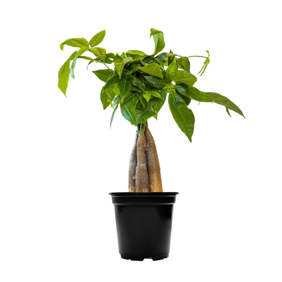 Money Tree- 4inch Pot- 12-18 Inches in Height -pachira Aquatica - - Etsy