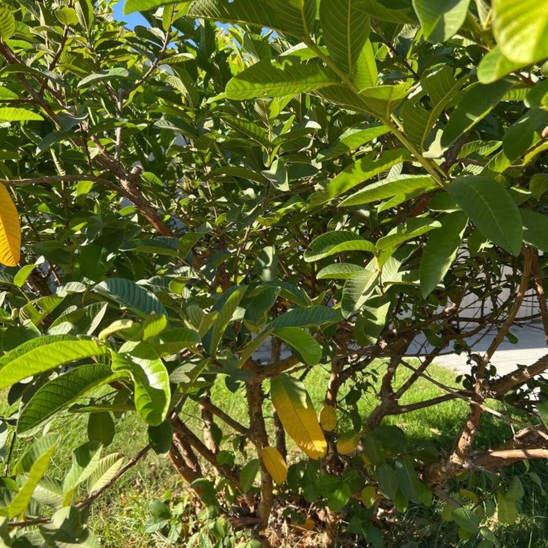 Guava Tree - 3ft - 6 Inch Pot - Organic - Etsy