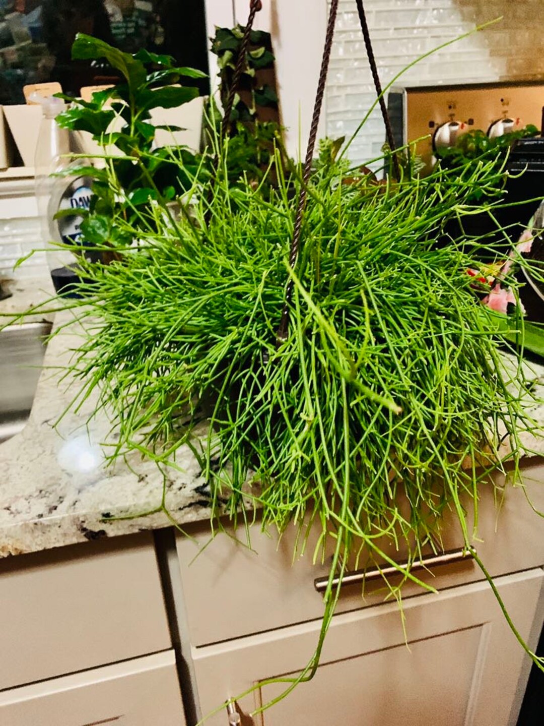 Trailing Mistletoe Cactus Rhipsalis Capilliformis - Etsy