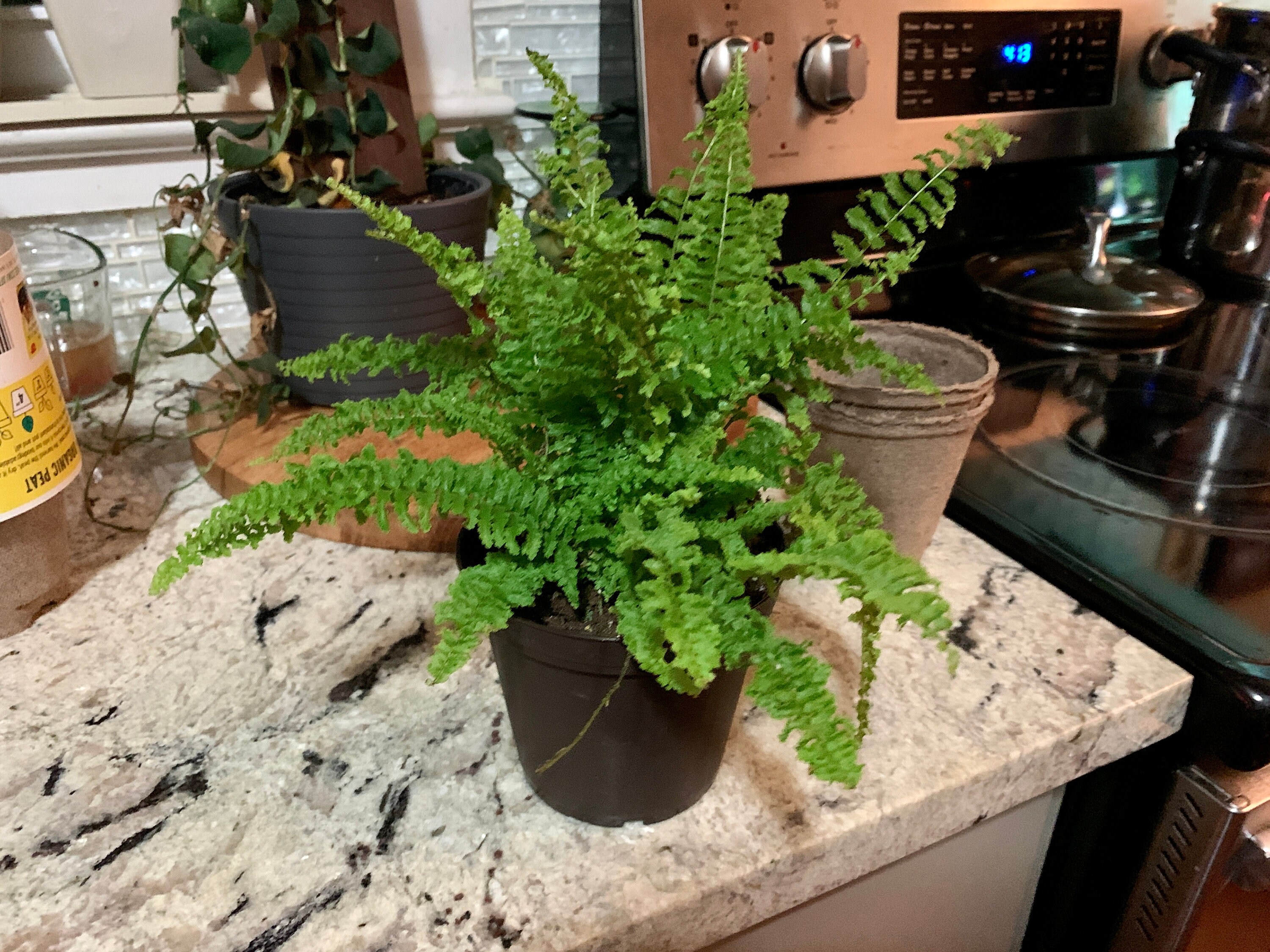 Ruffle Fern Nephrolepis Exaltata - Etsy