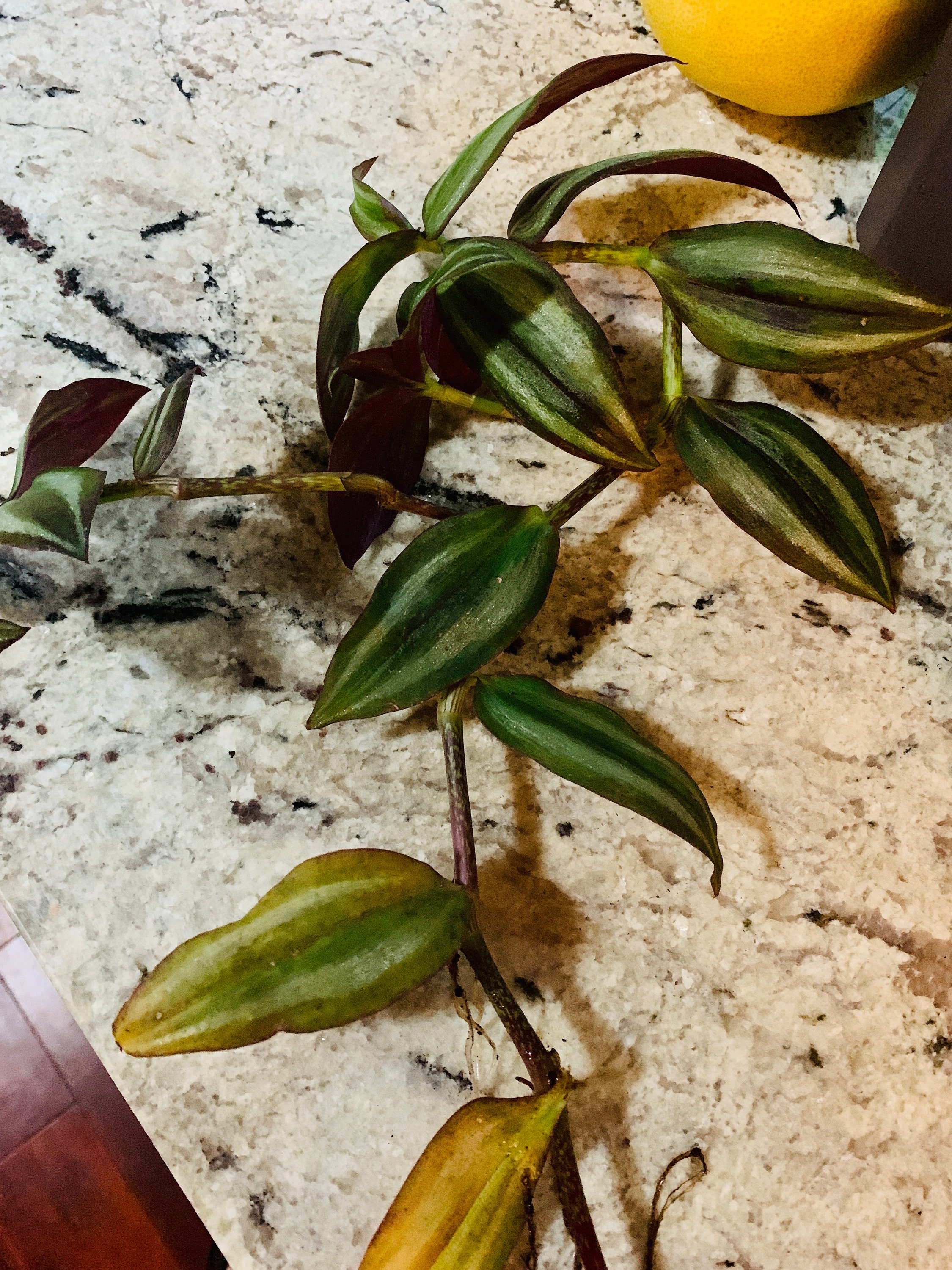 Tradescantia Zebrina- Silver Inch Plant - 4 Cuttings 4 Inches Harvested ...