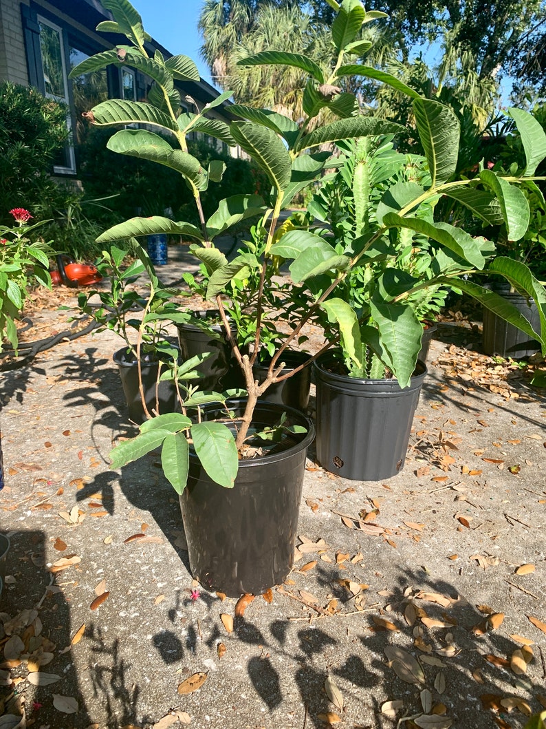 Guava Tree 3ft 6 Inch Pot Organic - Etsy