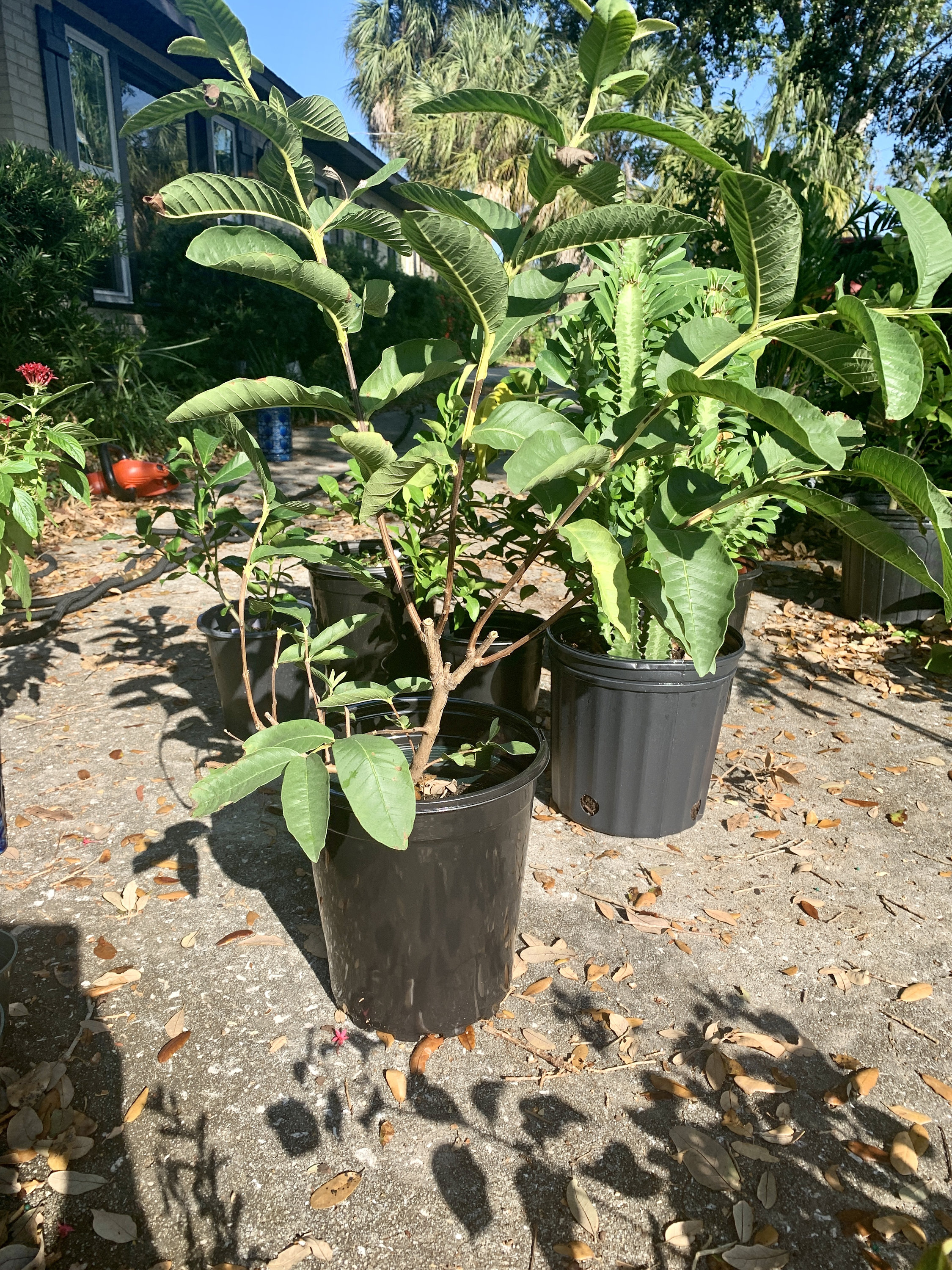 Guava Tree - 3ft - 6 Inch Pot - Organic - Etsy
