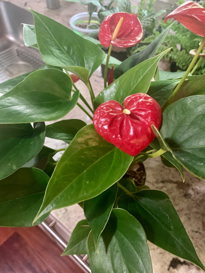 Lace Leaf Anthurium Flamingo Flower - Etsy