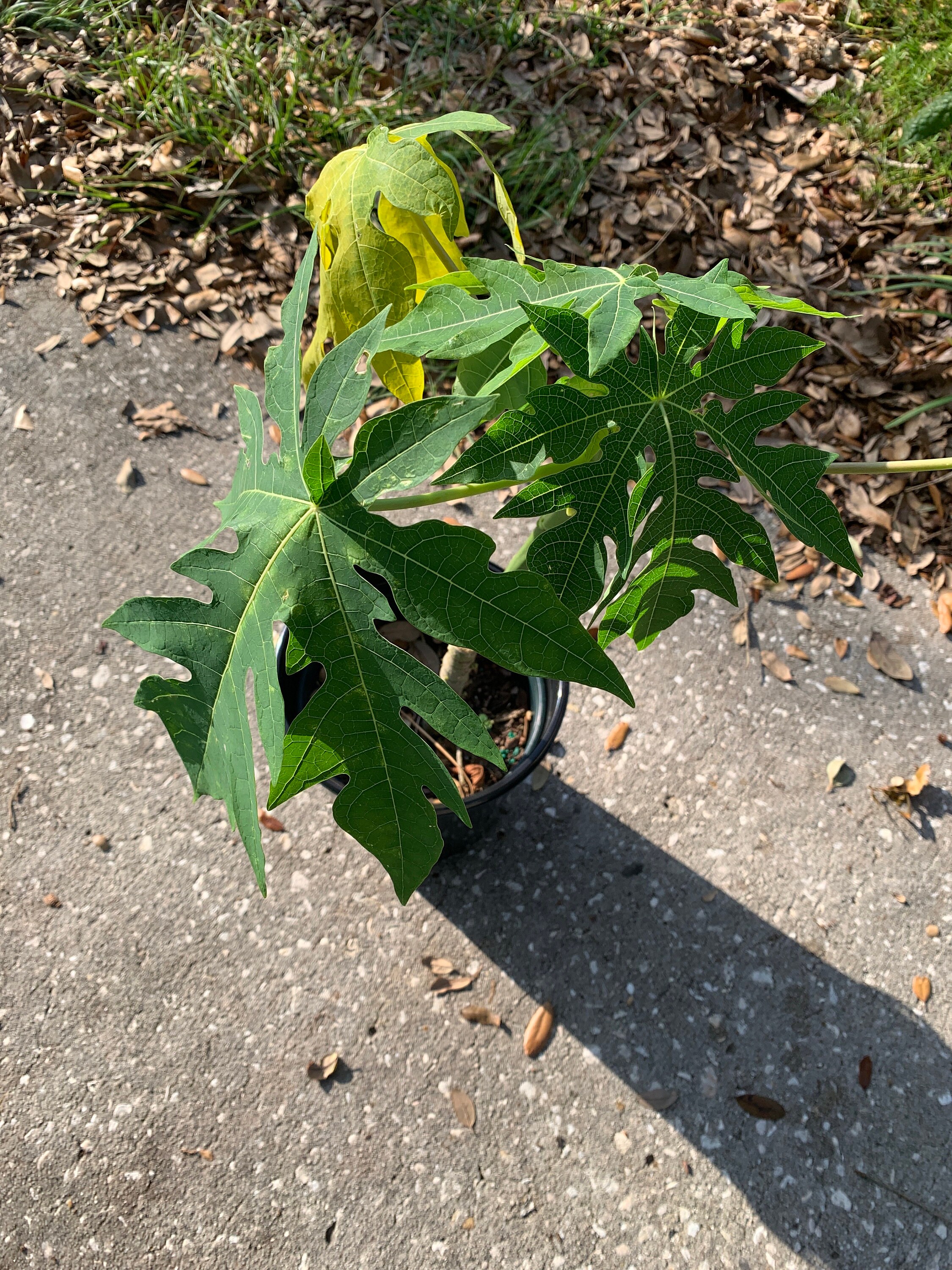 Organic Red Lady Papaya Tree- 24-42 Inches in Height- Potless - Etsy