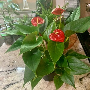 Lace Leaf Anthurium Flamingo Flower - Etsy
