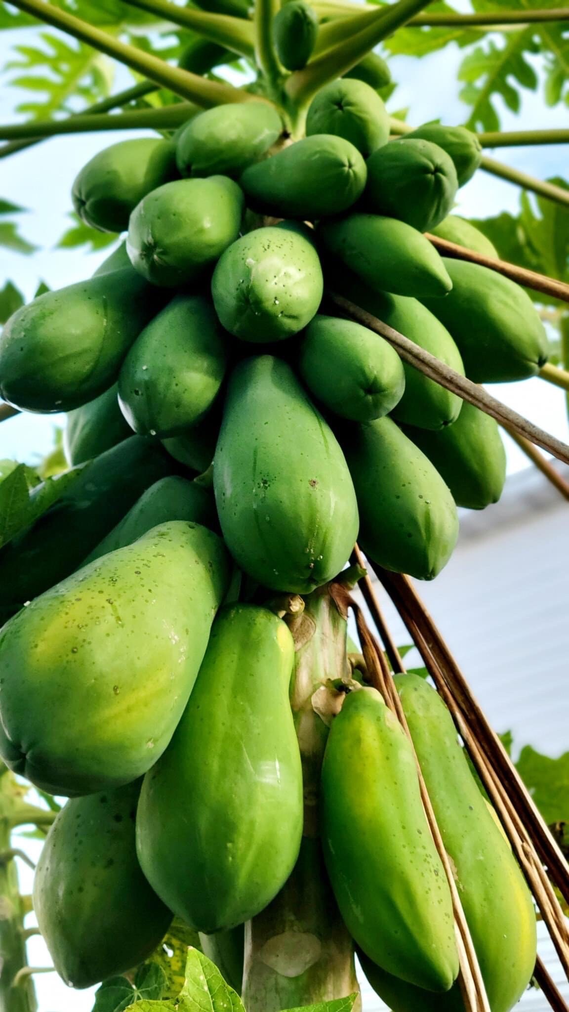 Organic Red Lady Papaya Tree- 24-42 Inches in Height- Potless - Etsy
