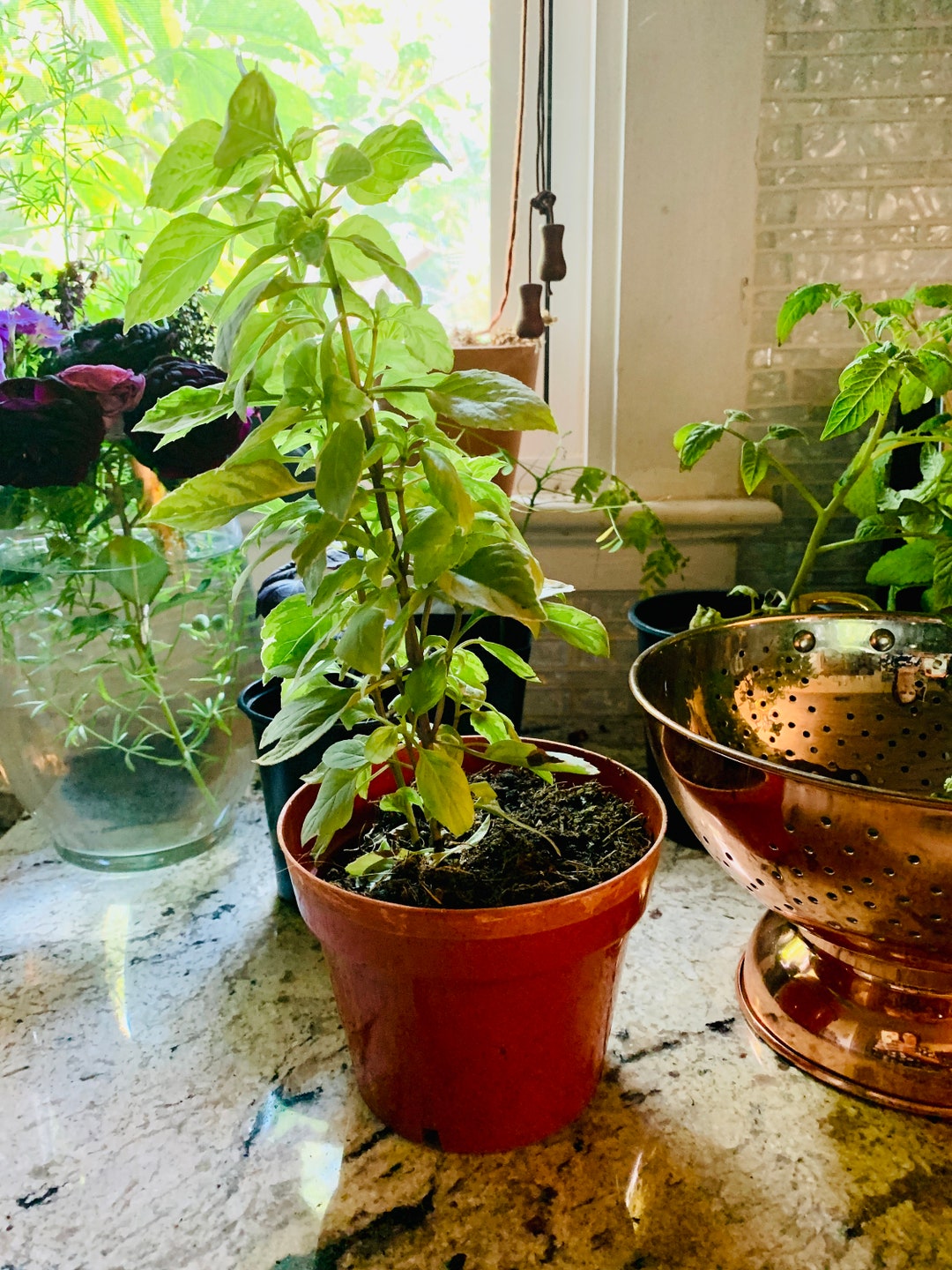 Organic Perpetual Basil 3 Inch Pot Roughy 4-12 Inches in - Etsy