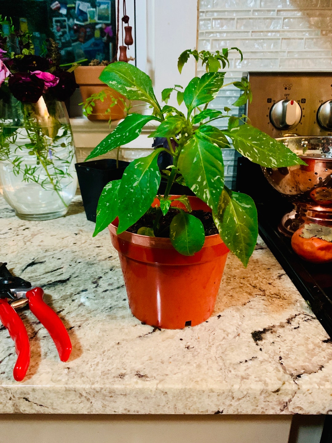 Organic Candy Cane Pepper Plant - 3 Inch Pot- Ships Potless - Seed ...