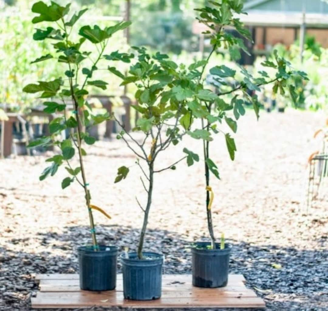 Celeste Fig Tree- Organic- 24-36 Inches in Height - Ships Potless - Etsy