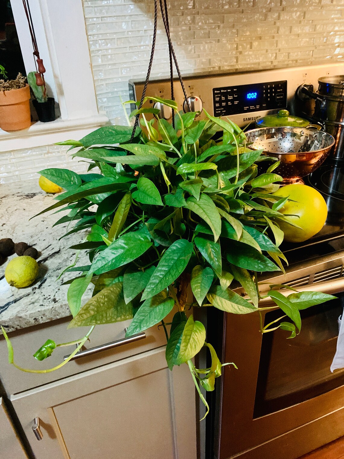 Cebu Blue Pothos - 6 Inch Hanging Basket- Large - Roughly 18 Months Old ...