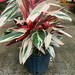 Tricolor Variegated Ginger 7 Inch Pot Large - Etsy