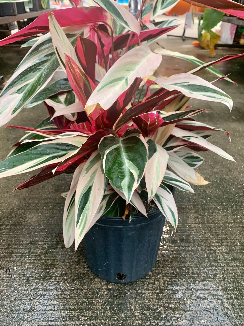 Tricolor Variegated Ginger 7 Inch Pot Large - Etsy