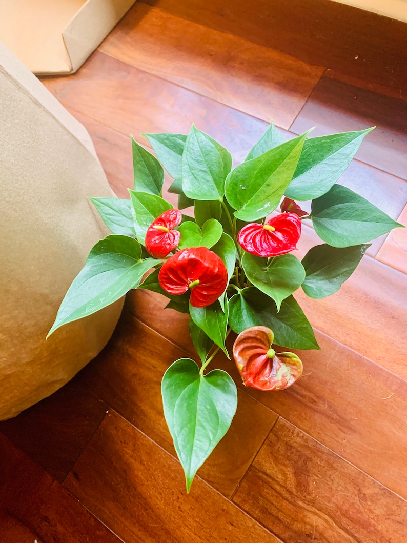 Lace Leaf Anthurium Flamingo Flower - Etsy