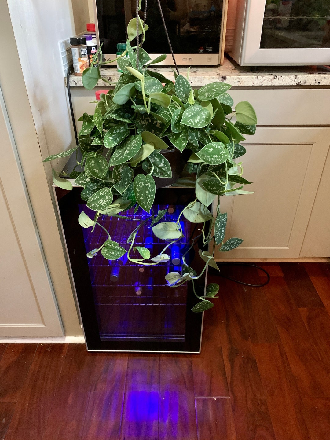 Silver Pothos 6inch Pot Roughly 18 Months Old Scindapsus Pictus ...