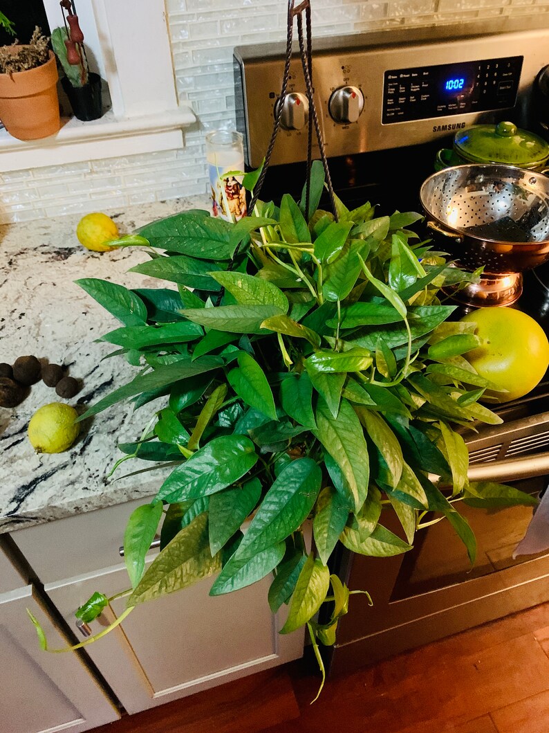 Cebu Blue Pothos - 6 Inch Hanging Basket- Large - Roughly 18 Months Old ...