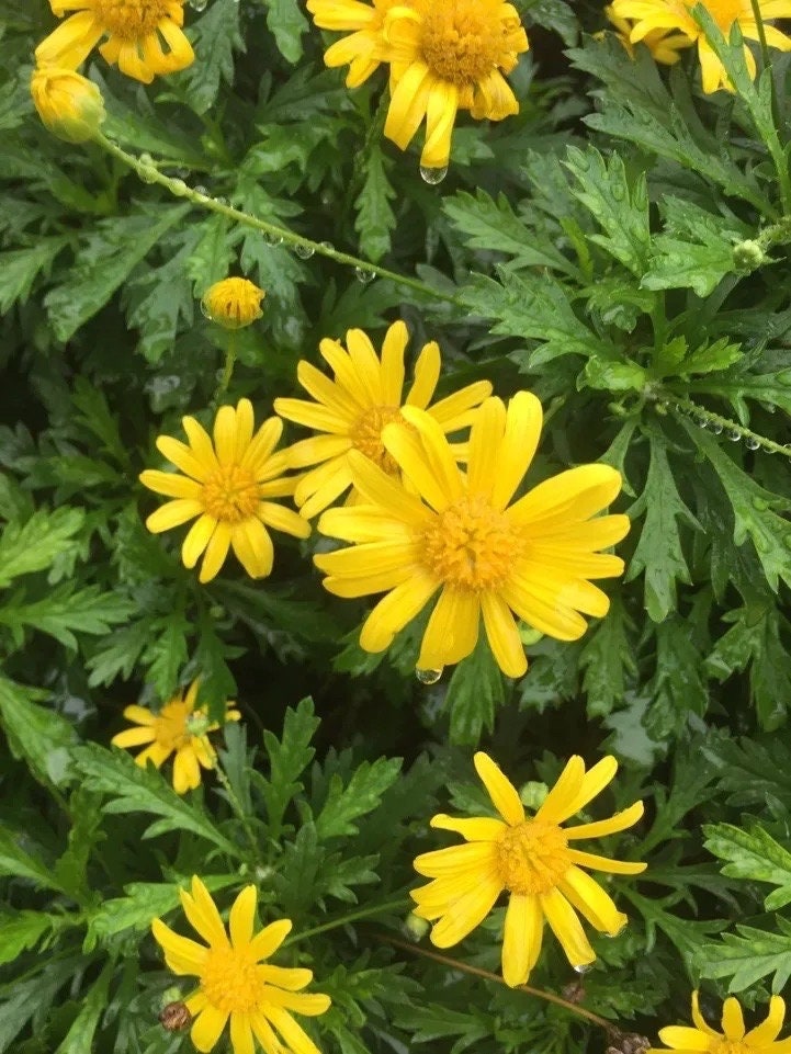 Bush Daisy - Euryops - 6-12 Inches in Height - 6 Inch Pot - Ships ...
