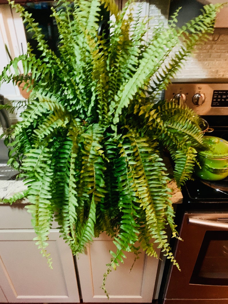 Boston Fern Hanging Basket- Medium to Large - Etsy